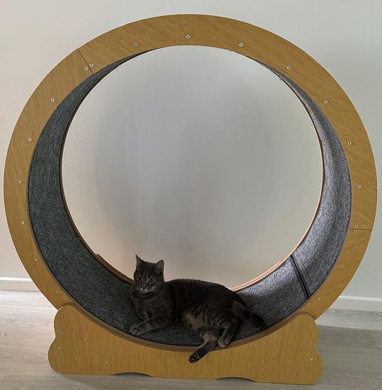 Temu 100cm Cat Treadmill – Exercise for the owner, maybe the cat ...